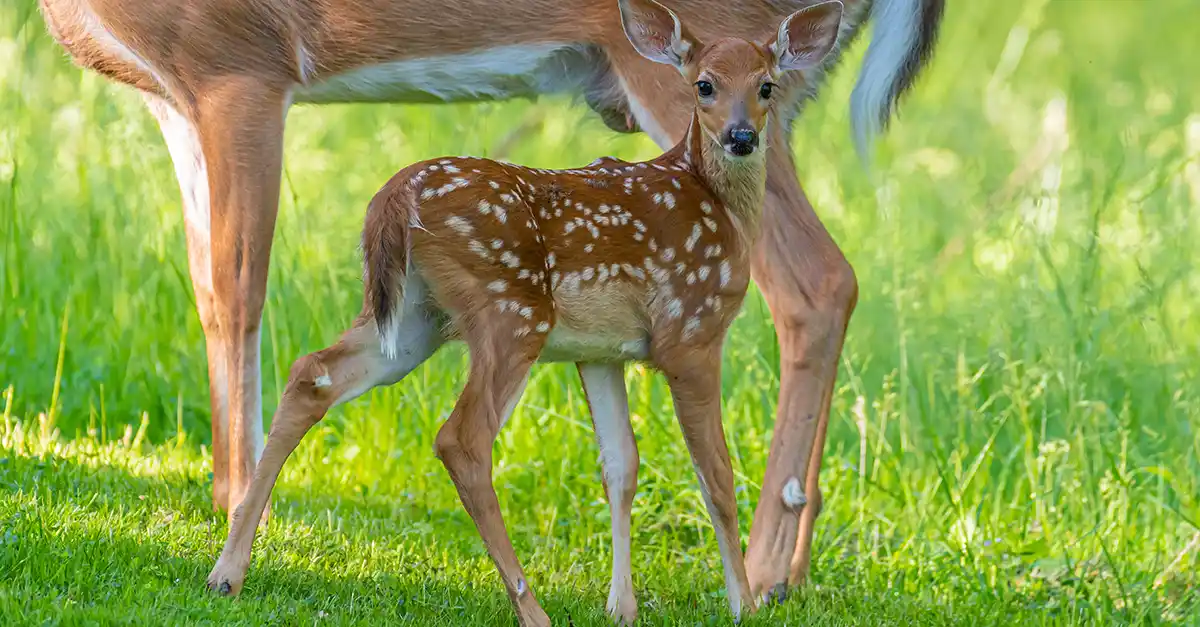 Respecteer de natuur, houd honden aan de lijn en blijf op de paden - De ...
